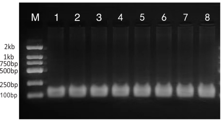 Serum/Plasma Free DNA Extraction Kit(Magnetic Bead Method) 231003 - LNJNBIO