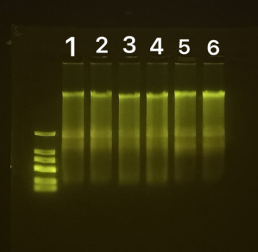Magnetic Bead Method: Making Dry Leaf DNA Extraction So Simple and ...